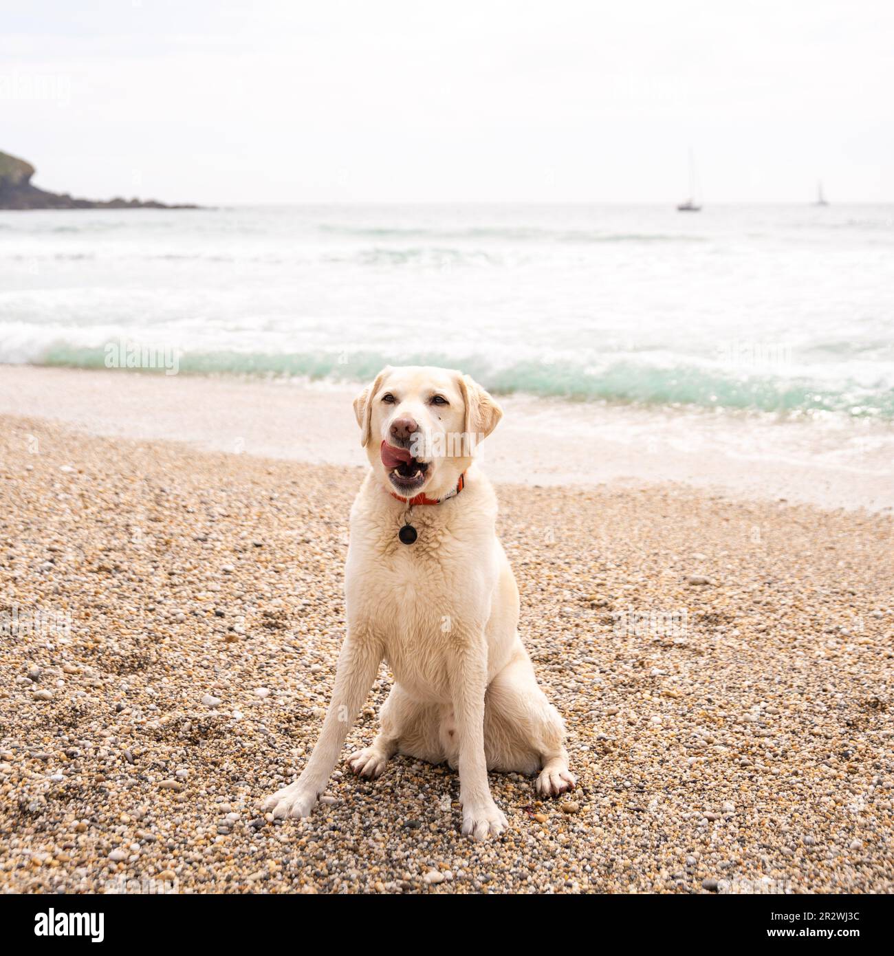 Purebred yellow labrador retriever on the beach Stock Photo - Alamy