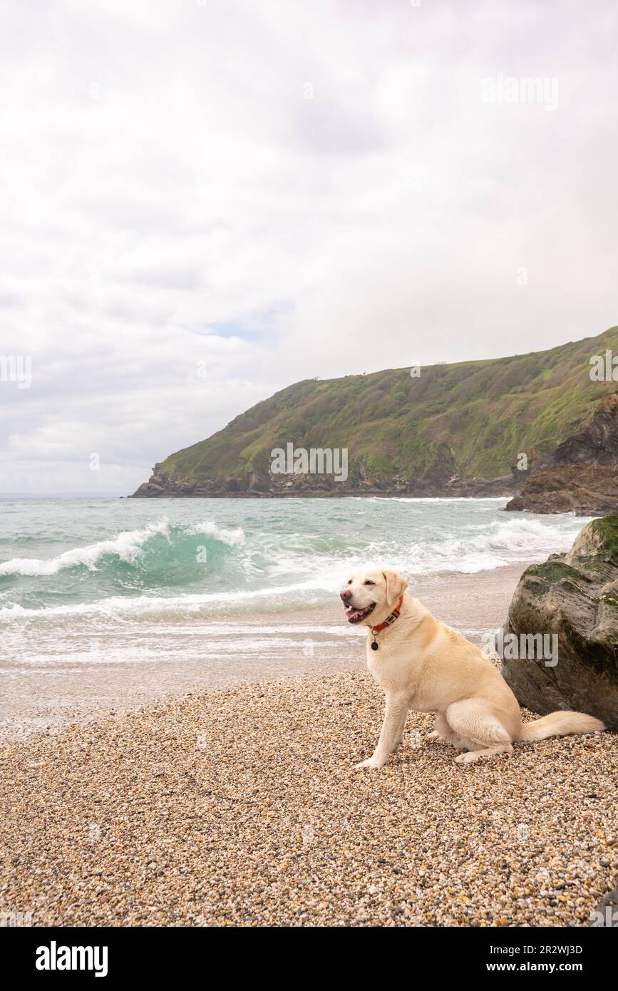 Wet yellow labrador retriever hi-res stock photography and images - Alamy