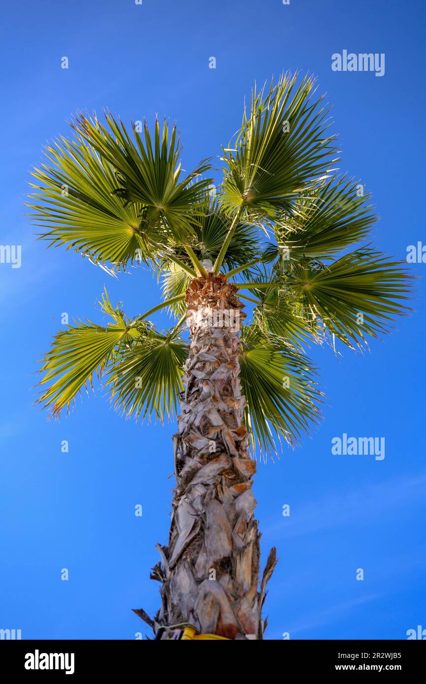 Palm tree crown hi-res stock photography and images - Alamy