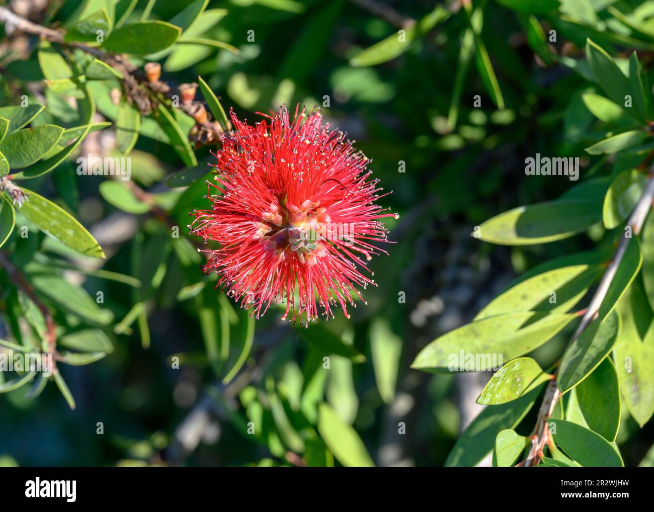 Close up view of bright red Callistemon flower of an evergreen tropical ...