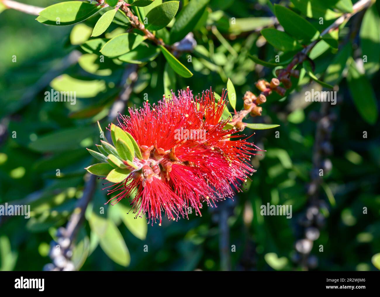 Close up view of bright red Callistemon flower of an evergreen tropical ...