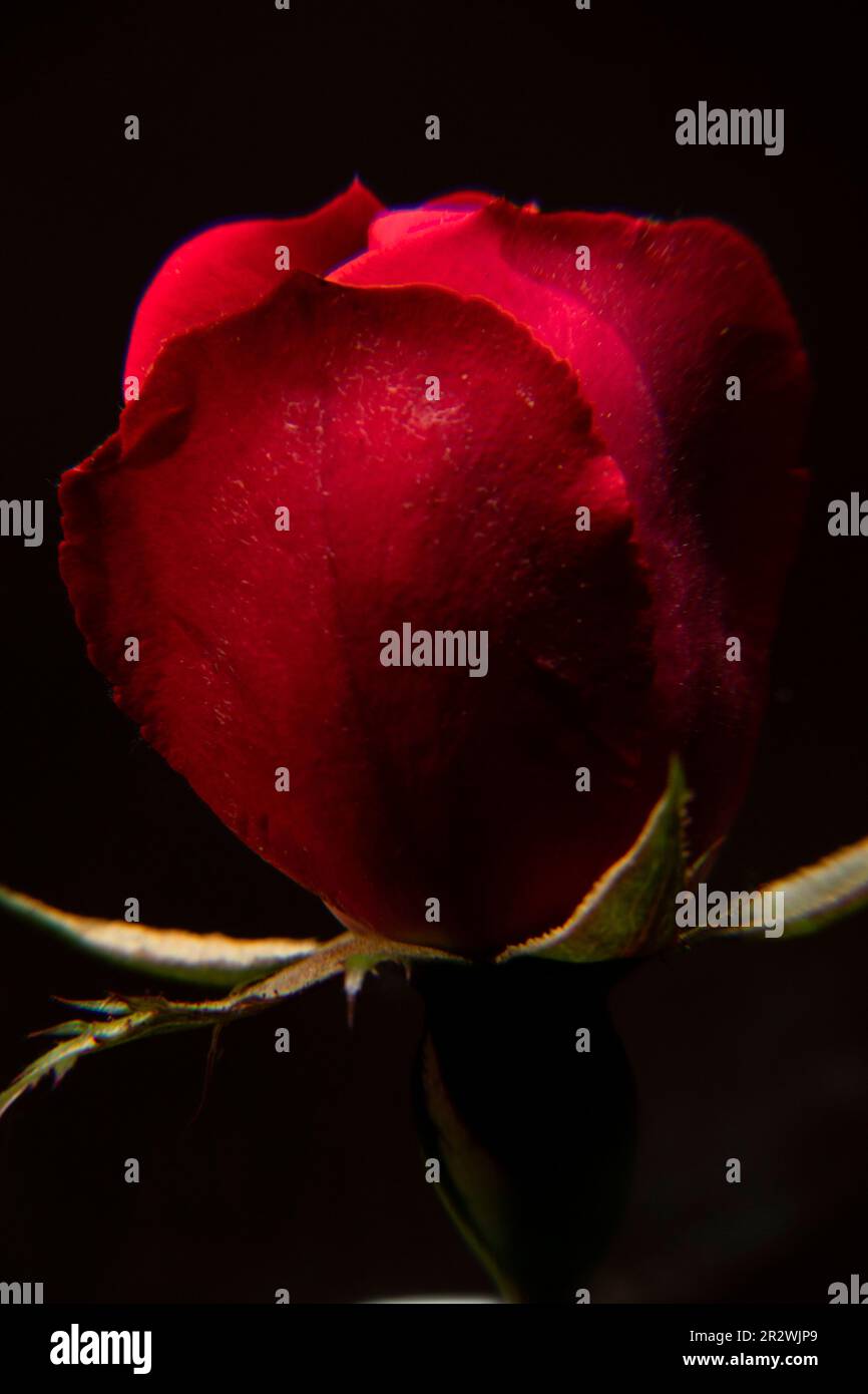 Rose bud opening springtime with black background Stock Photo - Alamy