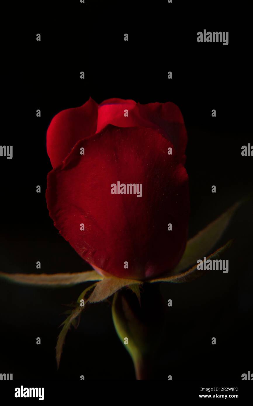 Rose bud opening springtime with black background Stock Photo - Alamy