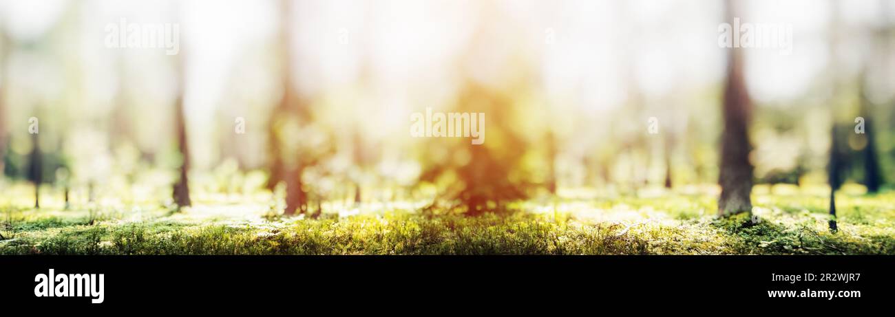 Spring forest bokeh panorama beautiful green landscape Stock Photo - Alamy