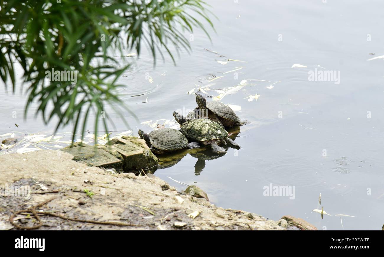Guwahati, Guwahati, India. 21st May, 2023. Turtles taking rest in a ...