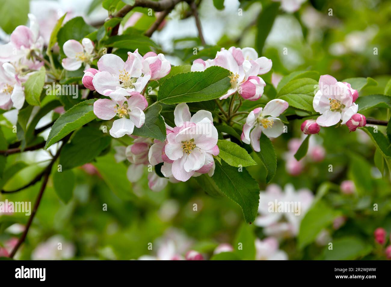 Image natural background branches of blooming apple tree Stock Photo ...