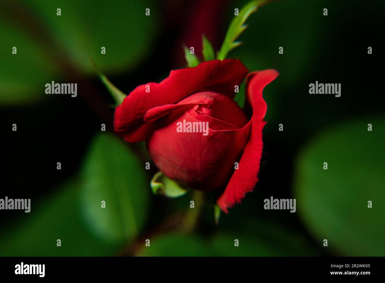 Rose bud opening springtime with black background Stock Photo - Alamy