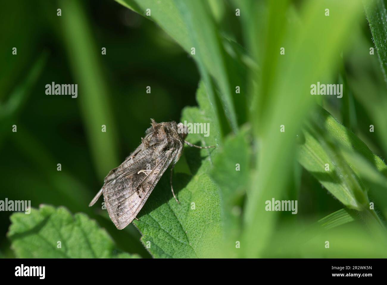 Silver Y moth (Autographa gamma) at rest Stock Photo - Alamy