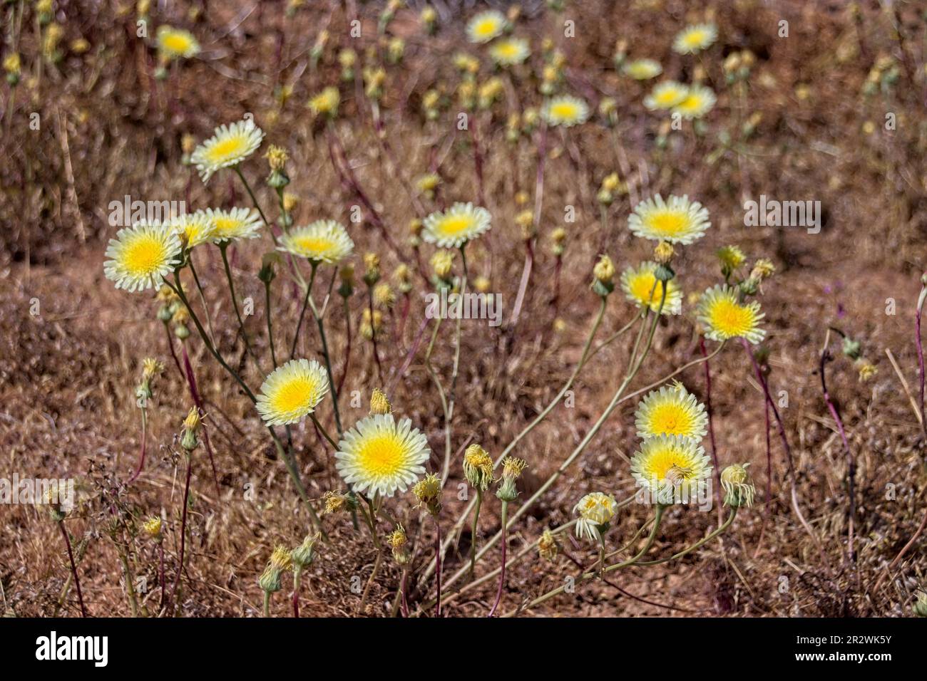 Spring field dandelions hi-res stock photography and images - Alamy