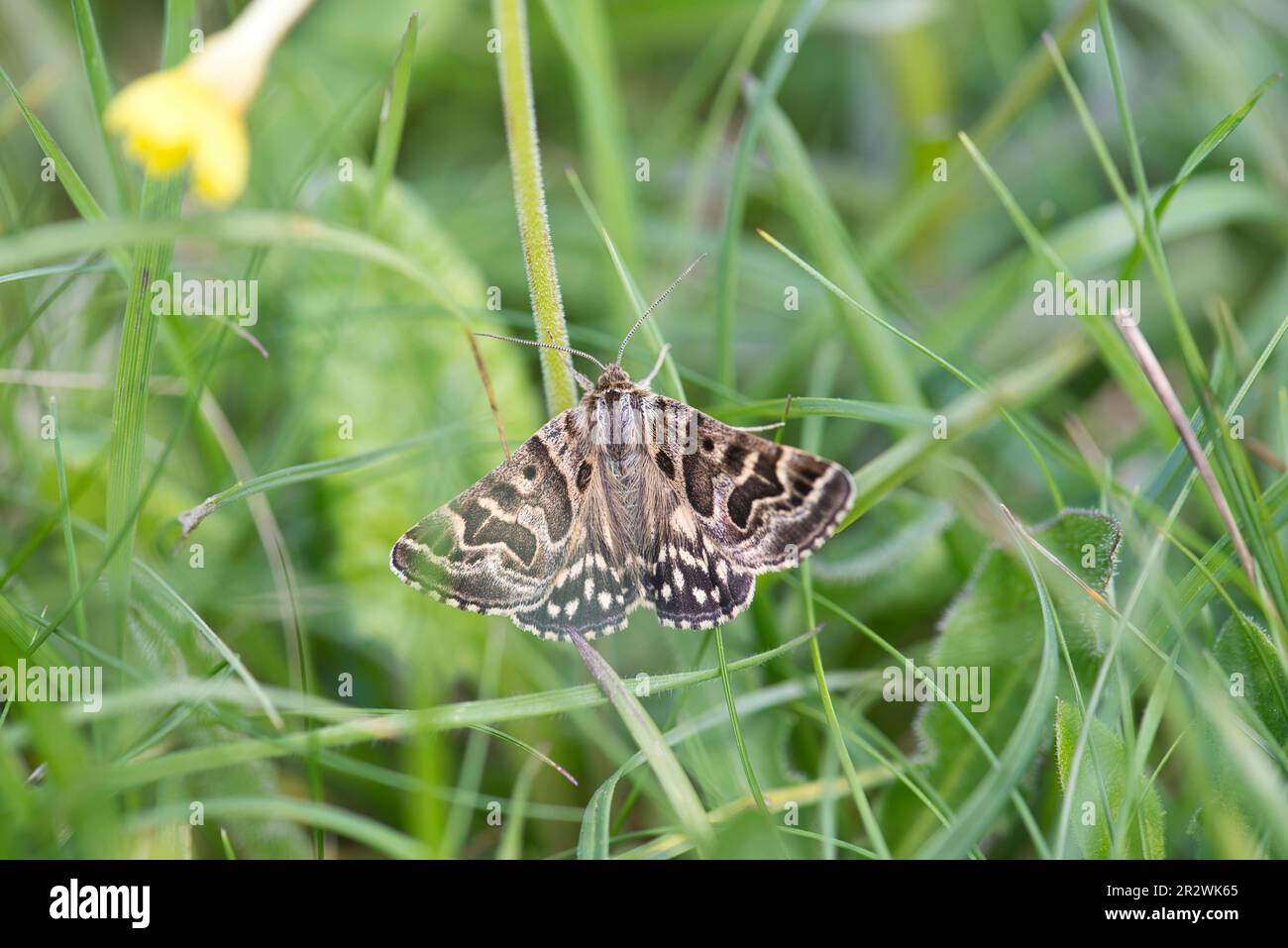 Mother Shipton moth (Callistege mi), named for the forewing pattern ...