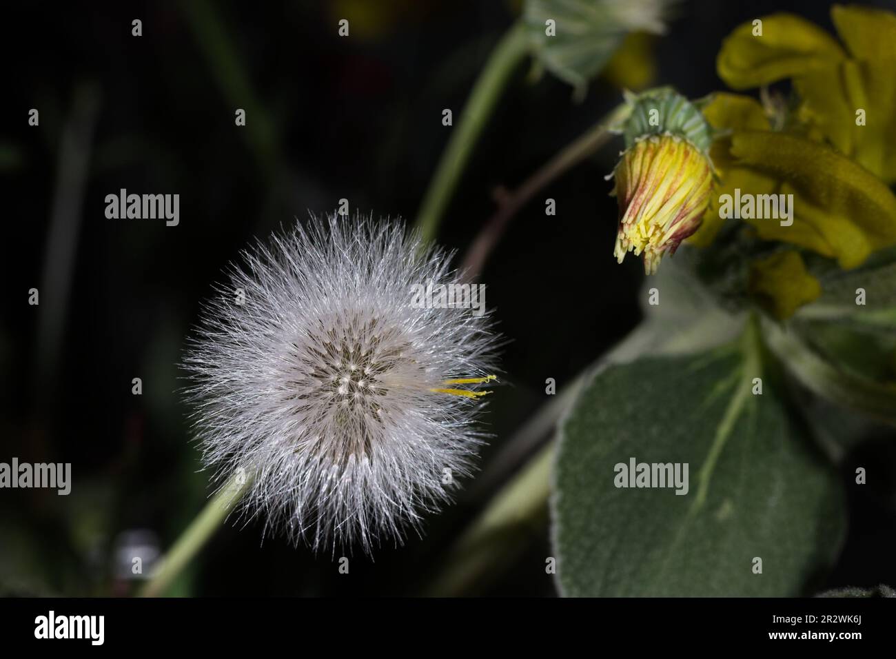 A Mature Dandelion is seemingly being attacked by a younger yellow ...