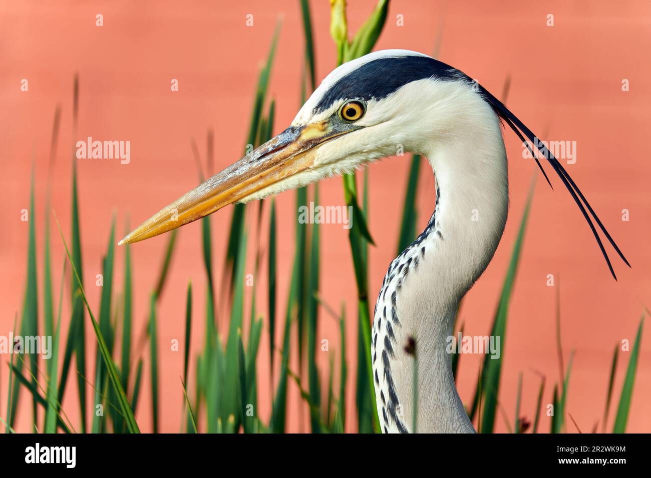 The gray heron, also known as the heron, is a species of bird in the ...