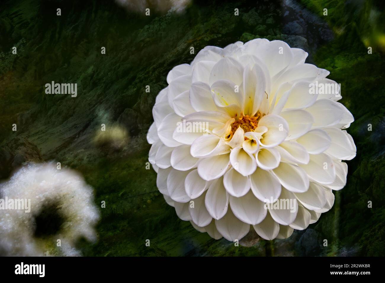 It's Almost a Snow Cone: This well formed, white flower, with ...
