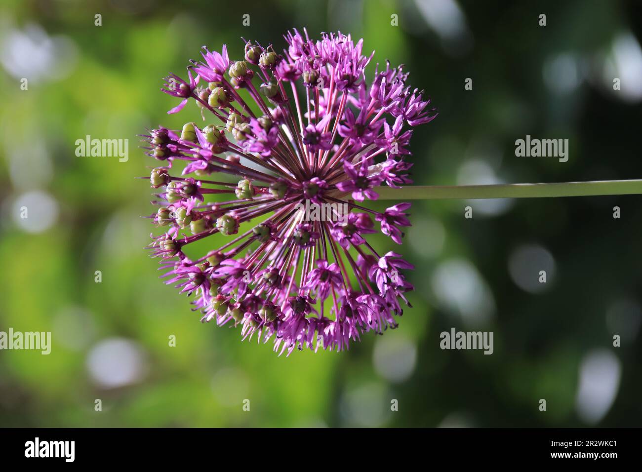 Flowered Like a Ball: This purple, muti-buded flower looks like a ball ...