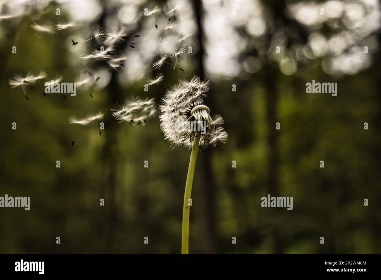 Dandelion with bokeh background hi-res stock photography and images - Alamy