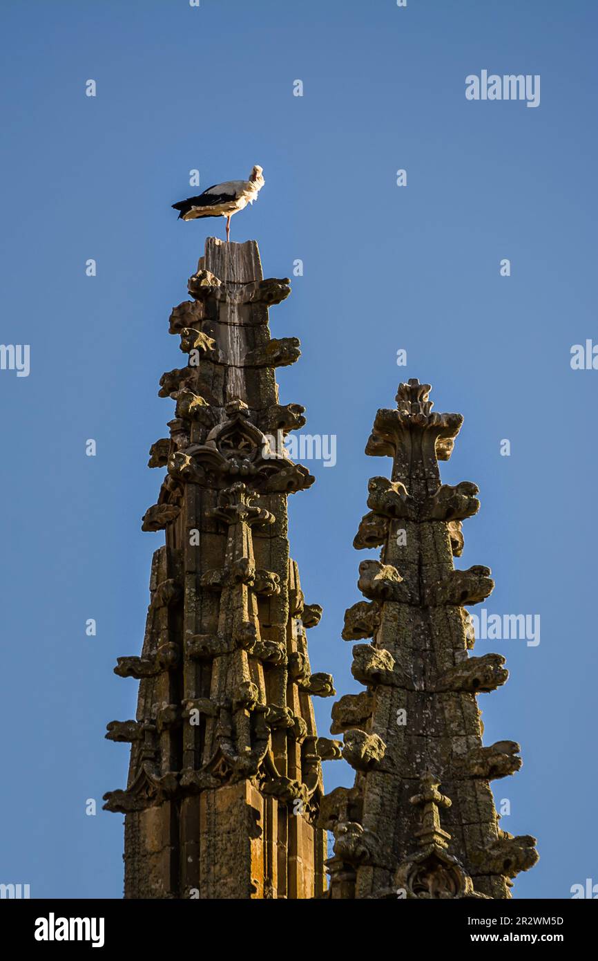 Pinnacle of the cathedral of Plasencia (Spain) with a stork on top ...
