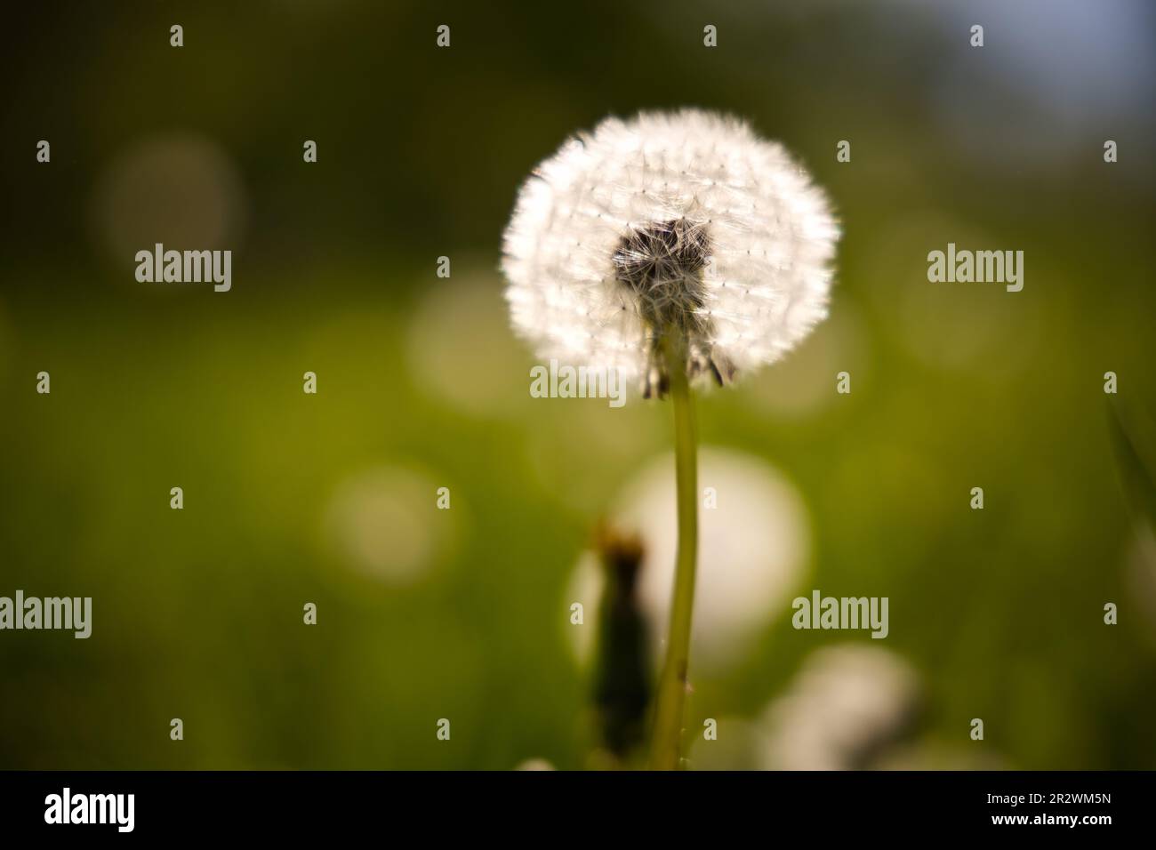 Closeup image of dandelion hi-res stock photography and images - Alamy