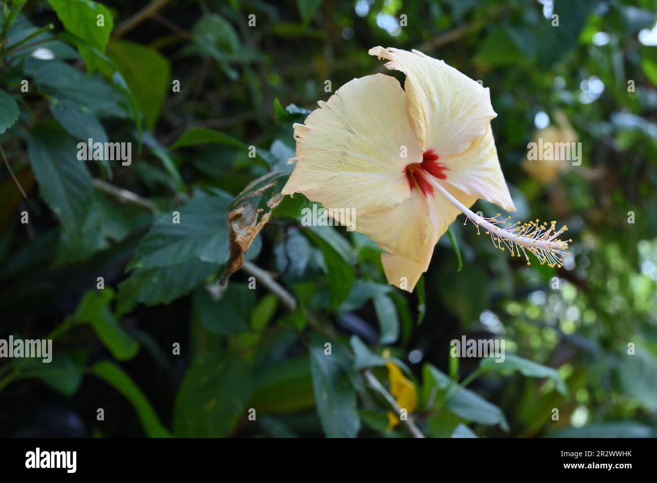 Angle view of a pistil (stigma, style and stamens) of a light orange ...