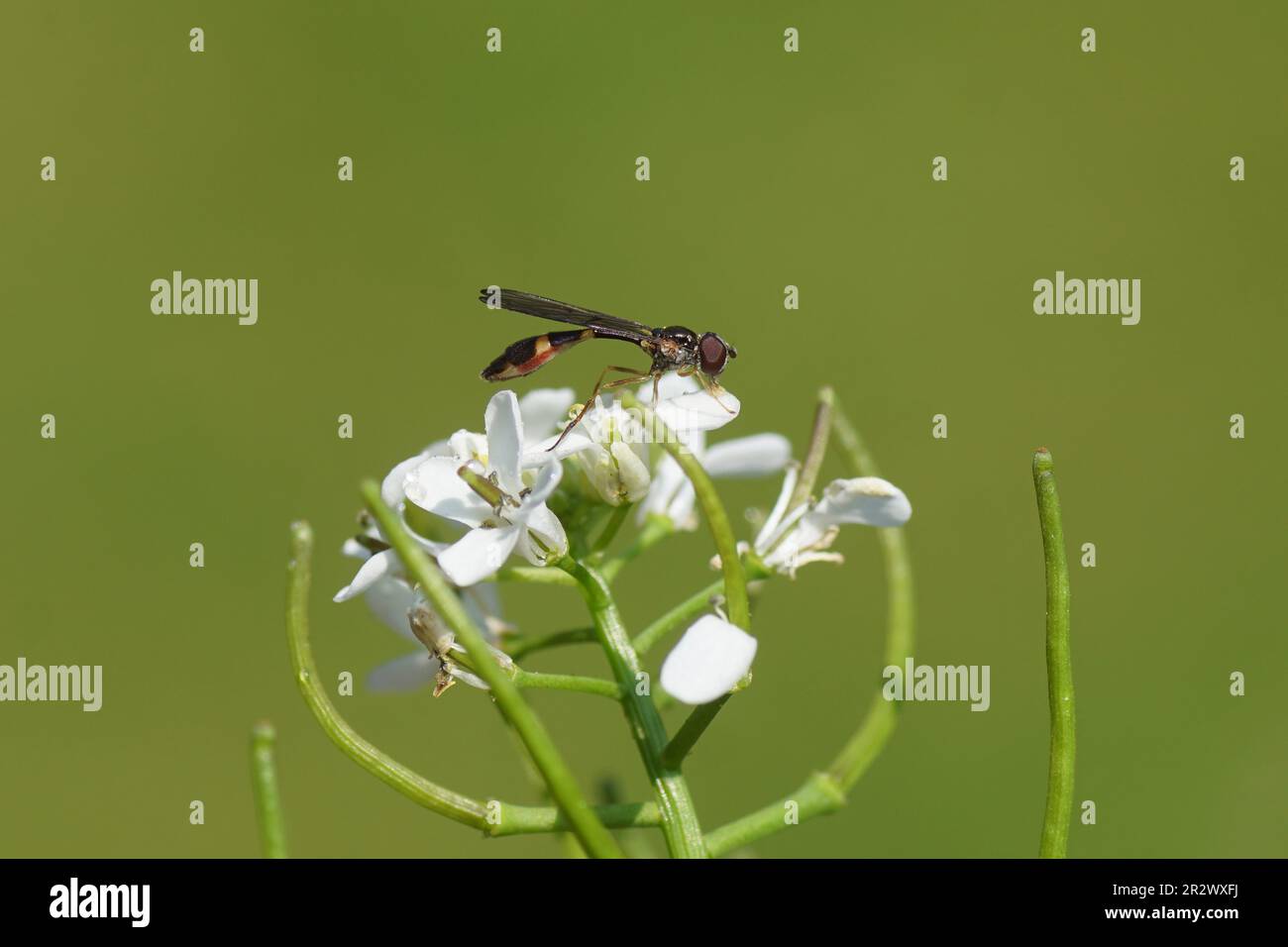 Close up tiny, female hoverfly Baccha elongata. Family syrphidae. On ...