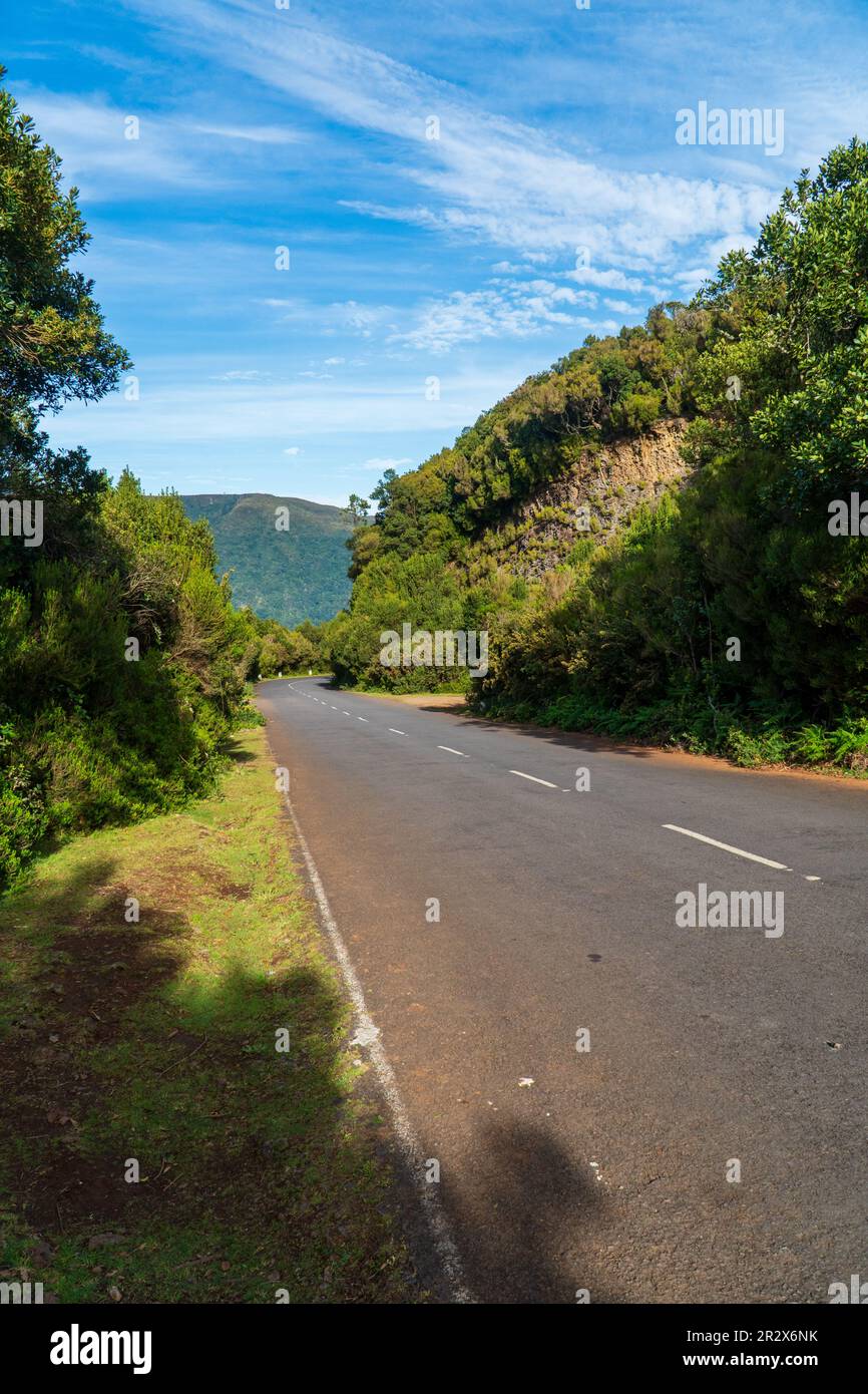 Nature green Roud tree day in madeira island Stock Photo - Alamy