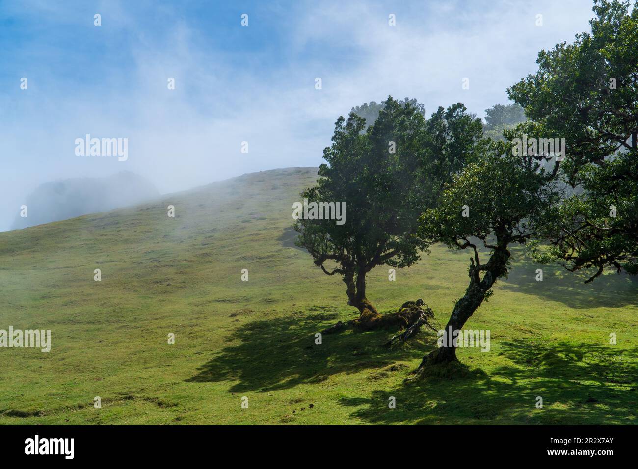 Old laurel in Fanal in the middle of the Laurissilva Forest. The forest ...