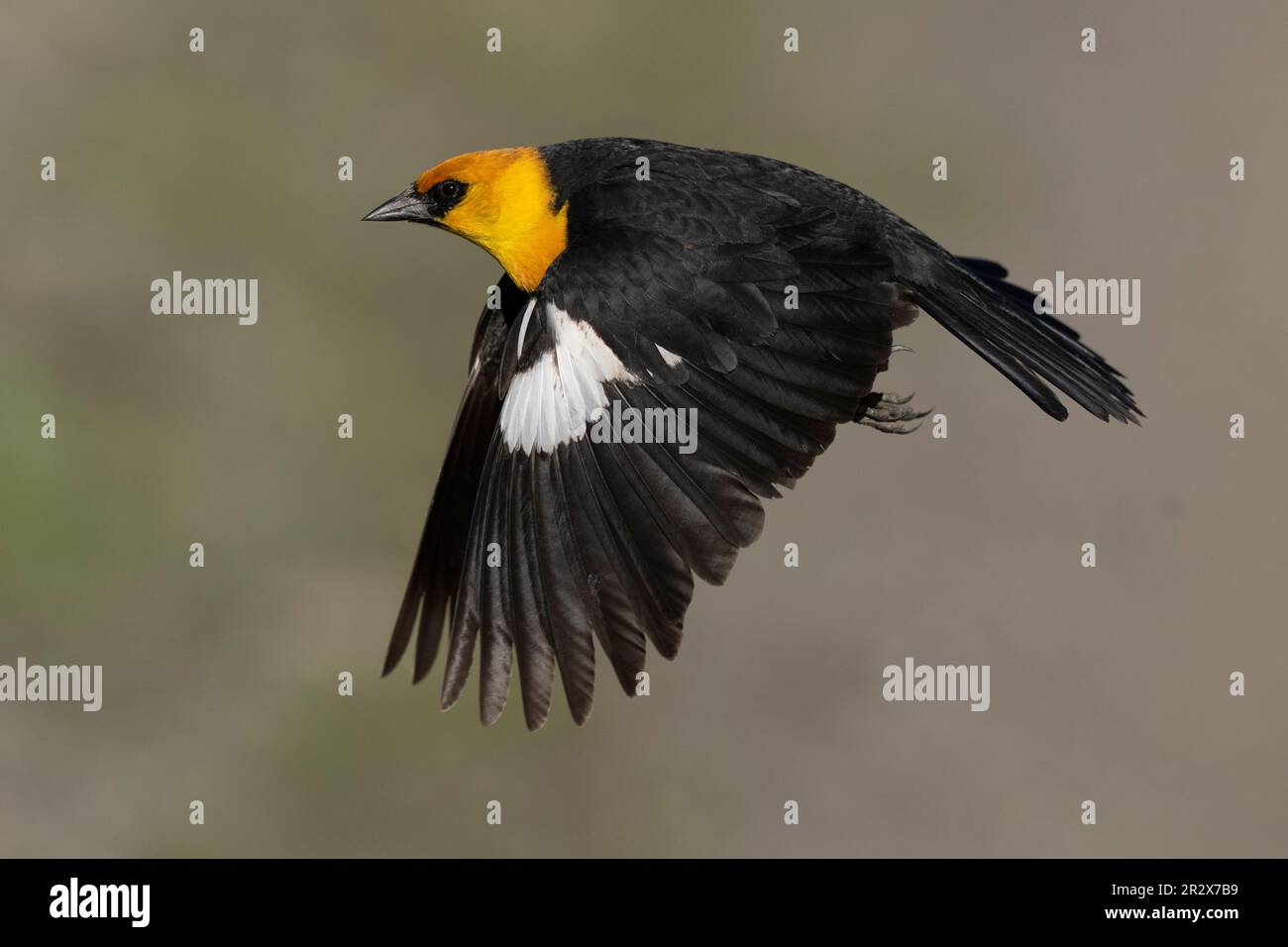 Yellow-headed Blackbird (Xanthocephalus xanthocephalus) catching ...