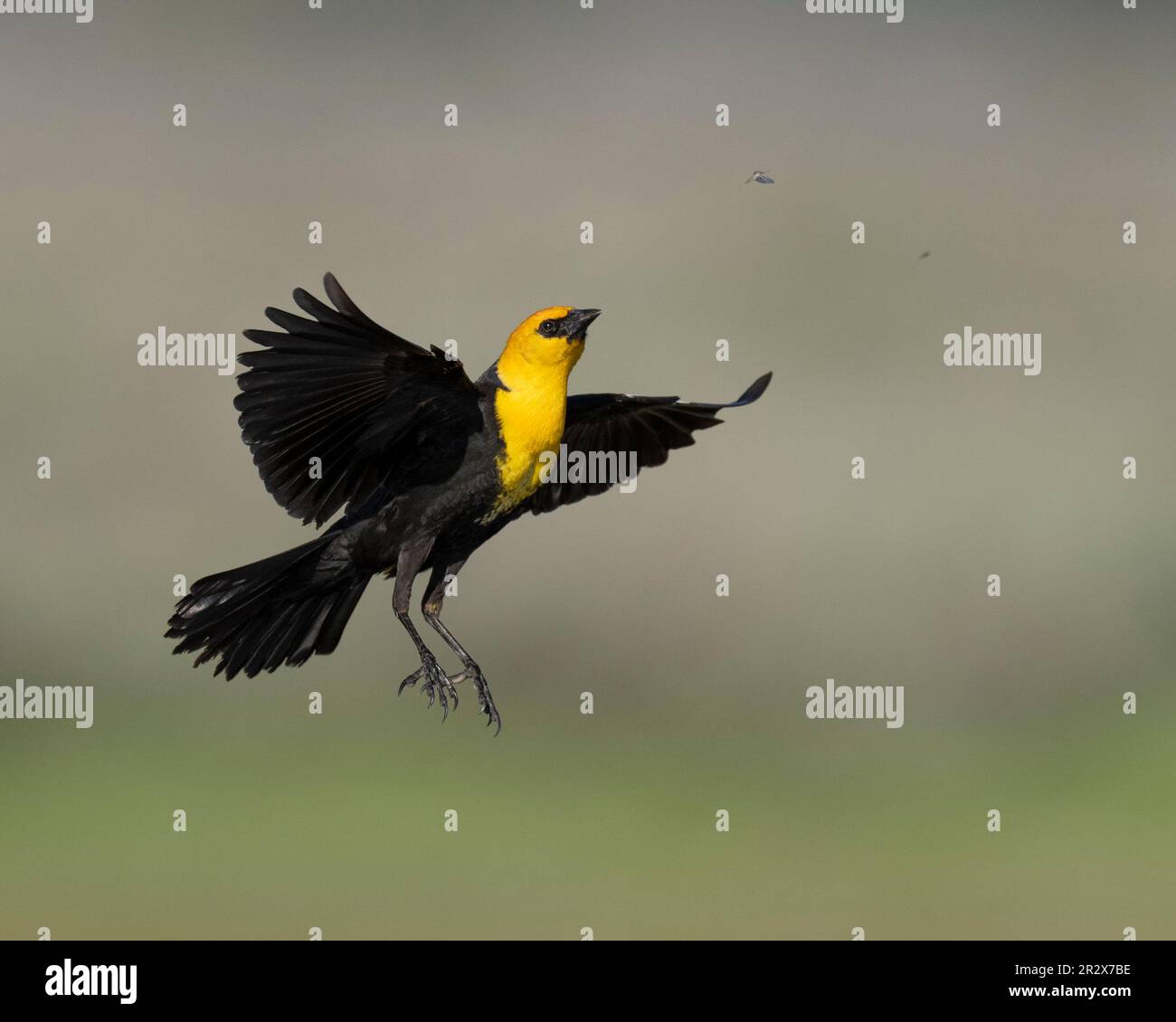 Yellow-headed Blackbird (Xanthocephalus xanthocephalus) catching insects at Marble Hot Springs ...