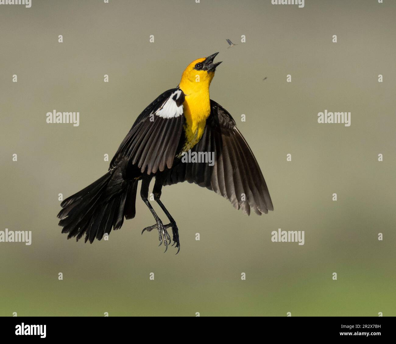 Flying insects hi-res stock photography and images - Alamy