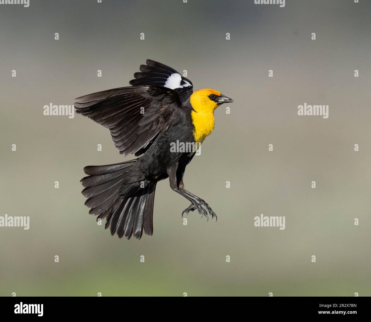 Yellow-headed Blackbird (Xanthocephalus xanthocephalus) catching ...