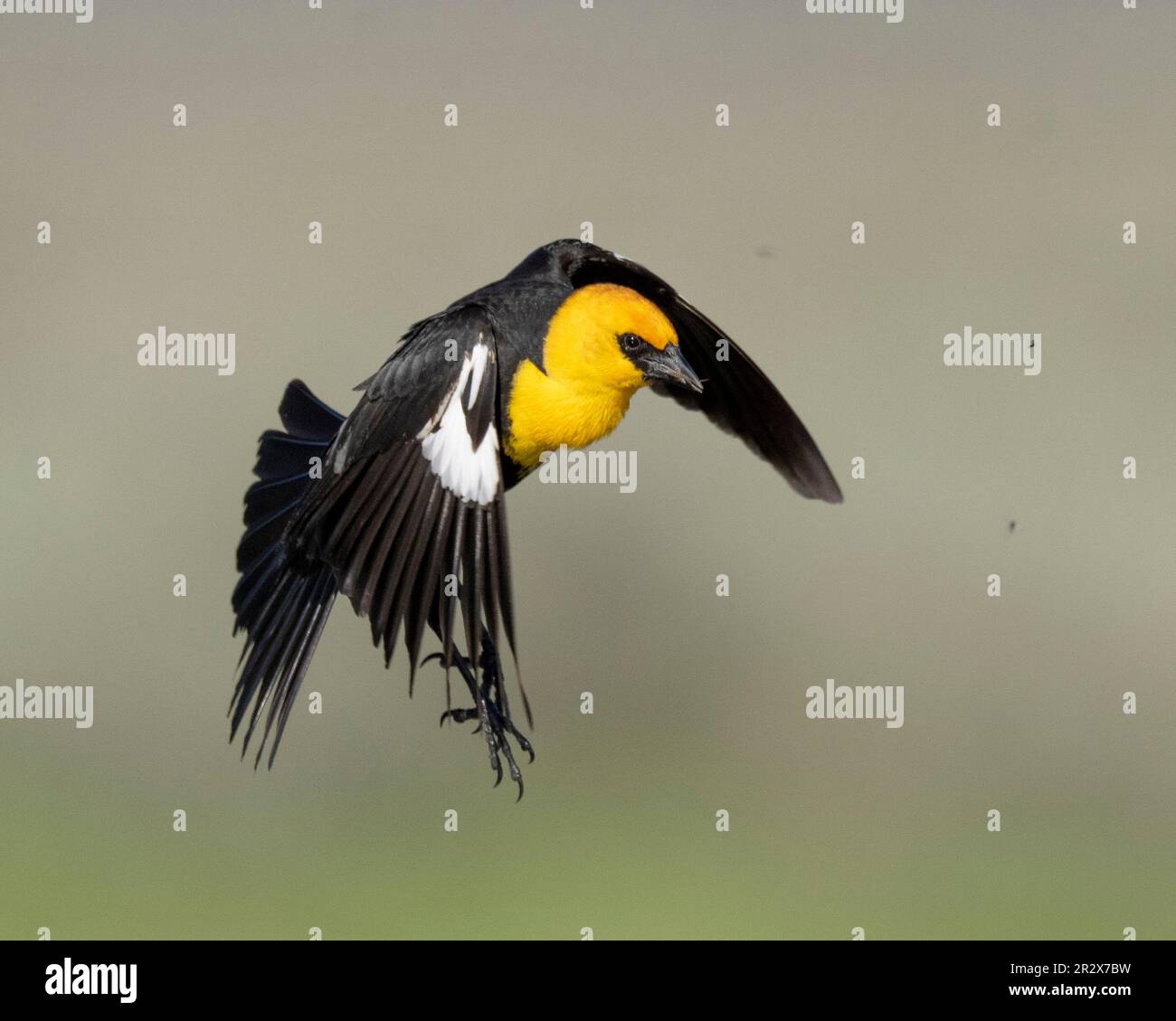 Flying insects hi-res stock photography and images - Alamy