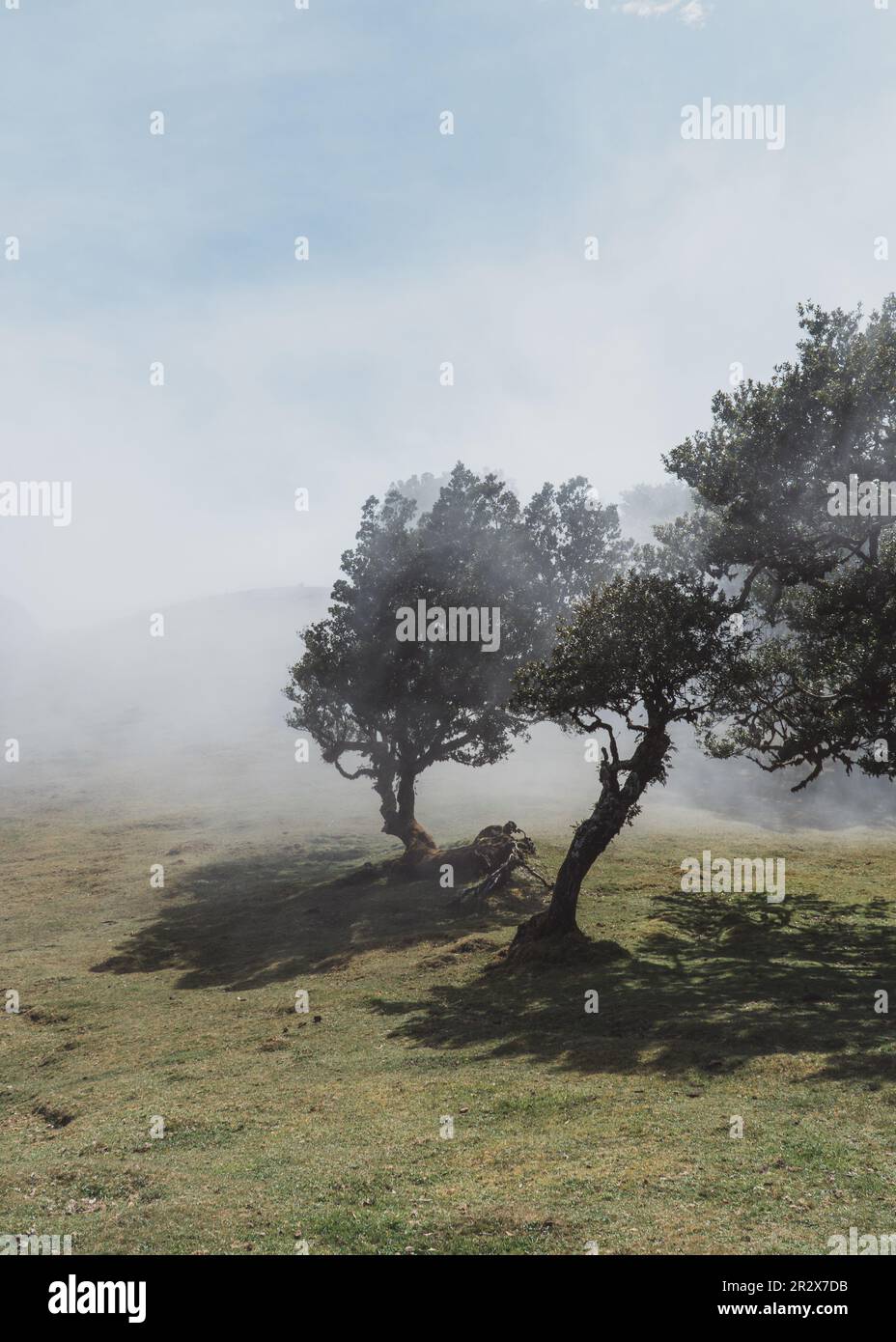 Ancient laurel trees hi-res stock photography and images - Alamy
