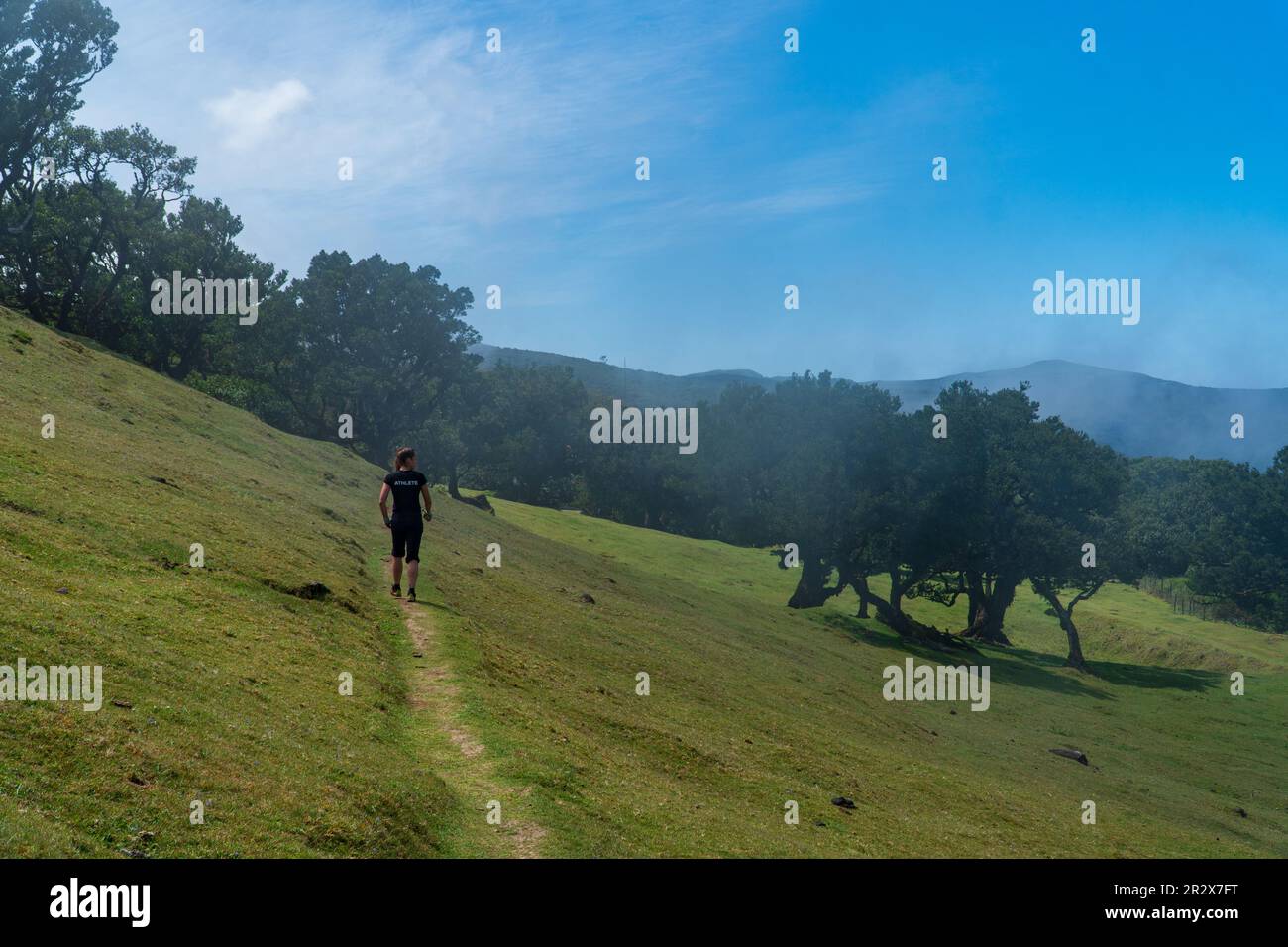 Fanal forest in a foggy day Stock Photo - Alamy
