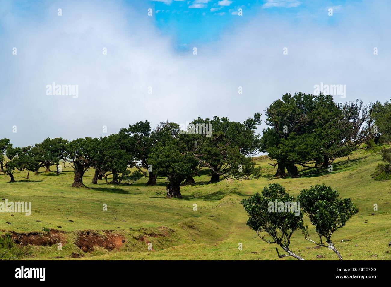 Hike in the fanal area to the laurel forest, unesco world heritage ...