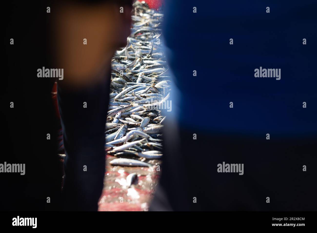 A pile of freshly caught fish behind the blurred silhouettes of ...
