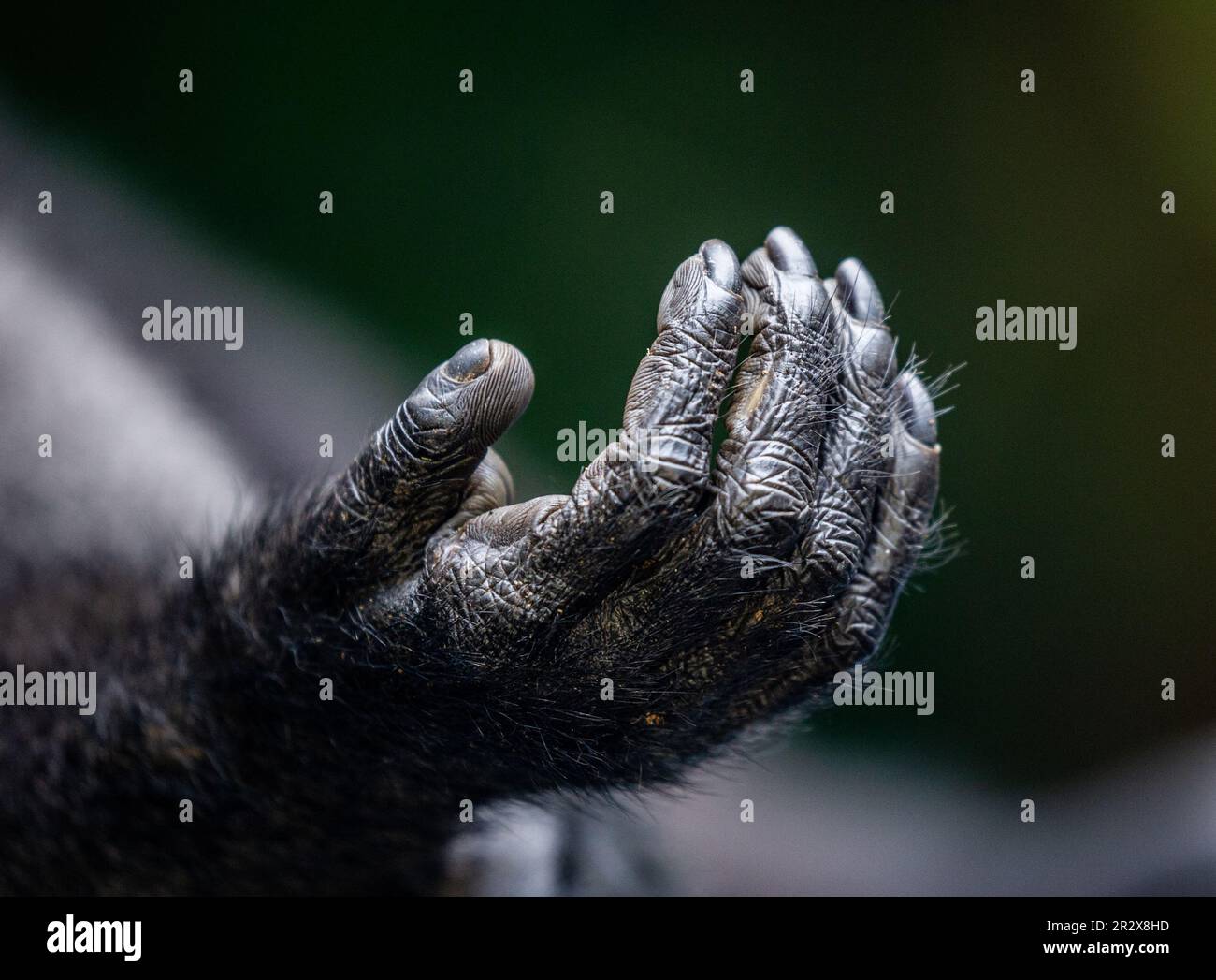 Wild sulawesi black macaques hi-res stock photography and images - Alamy