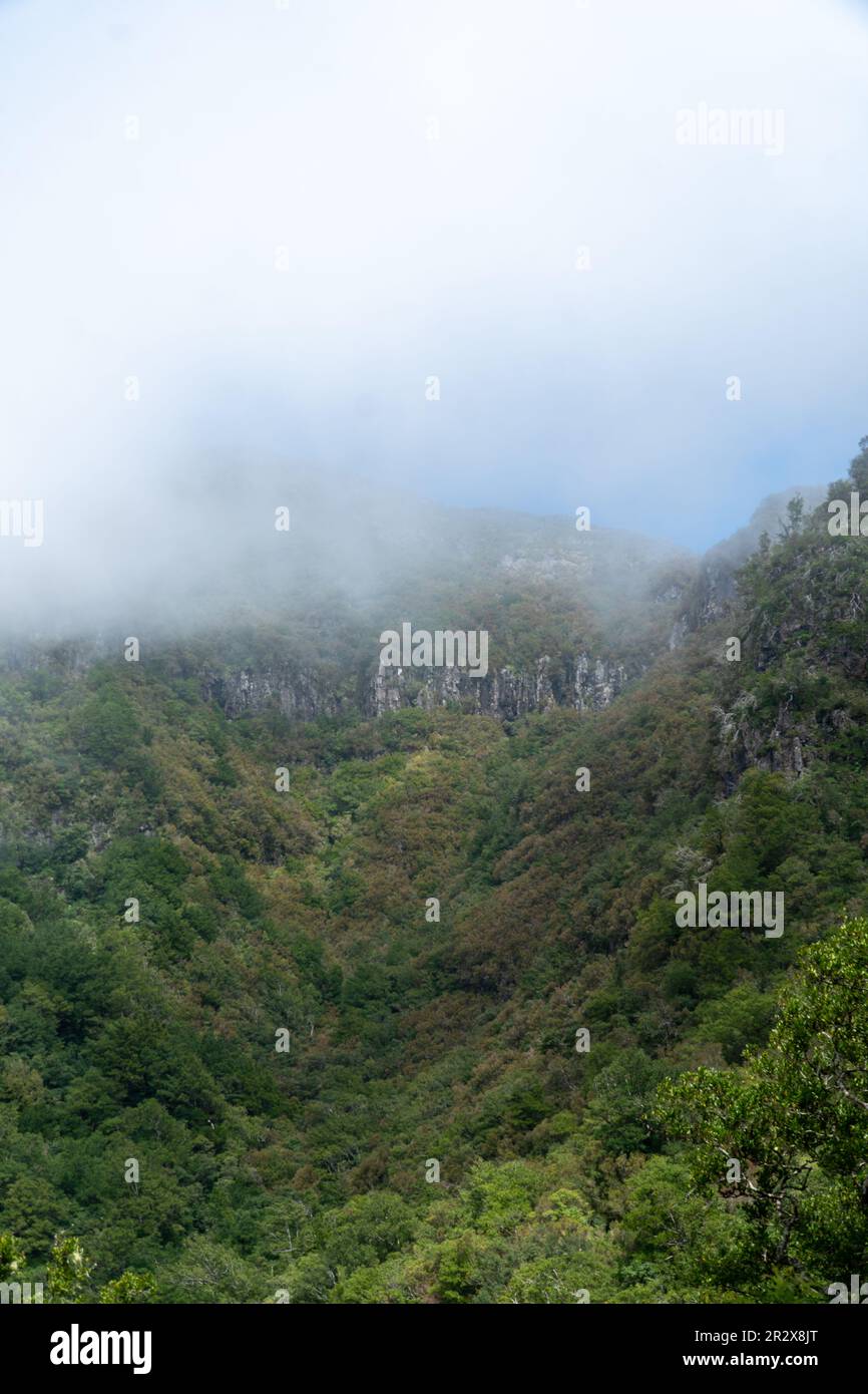 Panoramic view of hills with Laurel forest on Madeira island, Portugal ...