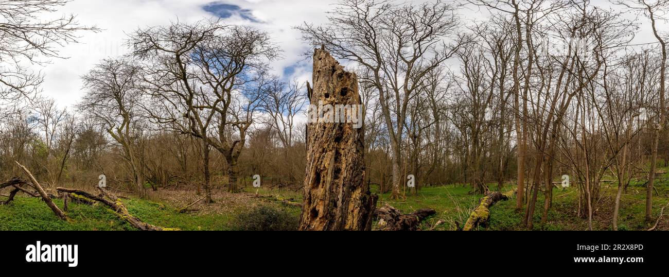 Moody woodland landscape with rotting tree stump prominent, surviving ...
