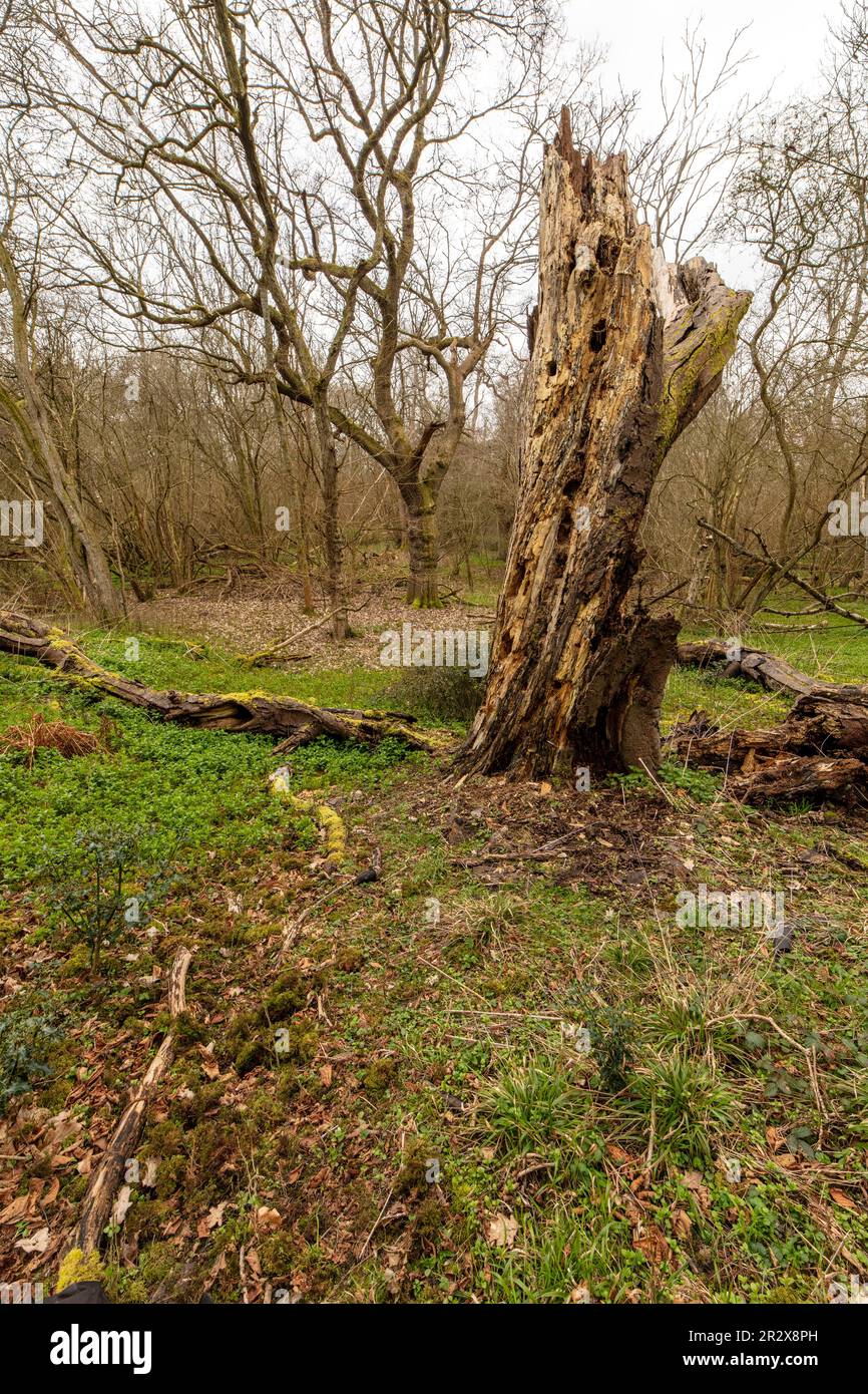 Moody woodland landscape with rotting tree stump prominent, surviving ...