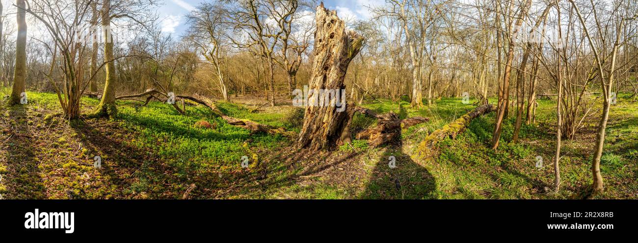 Moody woodland landscape with rotting tree stump prominent, surviving ...
