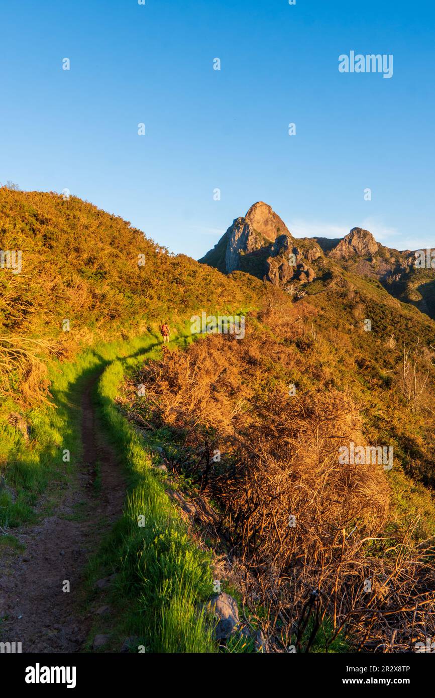 View with amazing madeira mountains covered yellow grass, beautiful ...