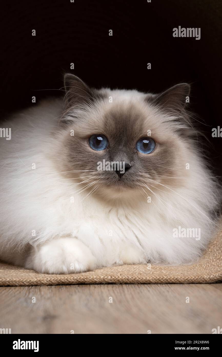 fluffy Birman cat with blue eyes lying on a carpet looking at camera ...