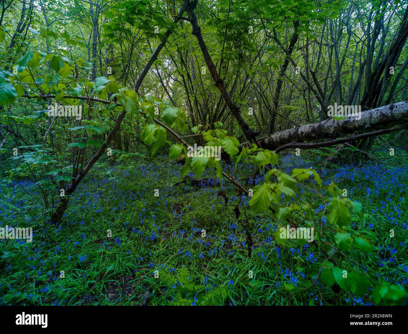 Striking moody spring bluebell woodland in good sunshine Stock Photo ...