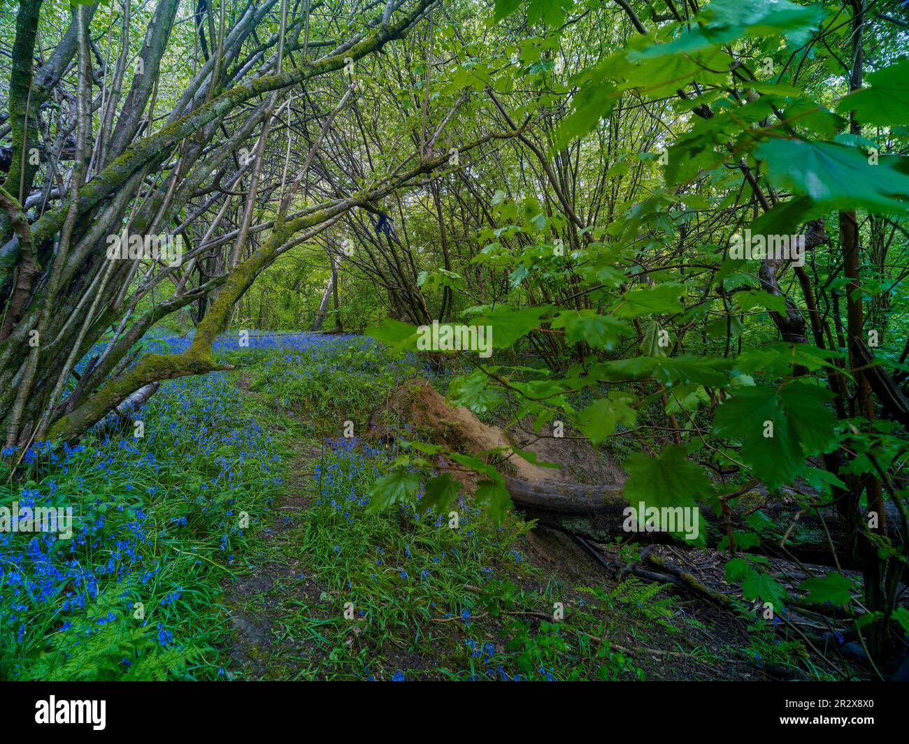 Striking moody spring bluebell woodland in good sunshine Stock Photo ...