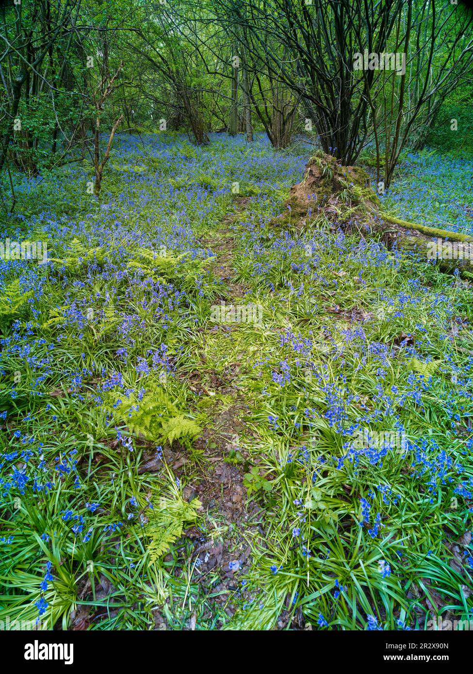 Striking moody spring bluebell woodland in good sunshine Stock Photo ...