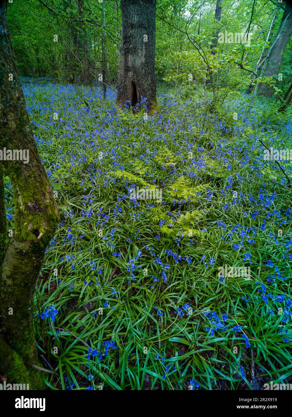 Striking moody spring bluebell woodland in good sunshine Stock Photo ...