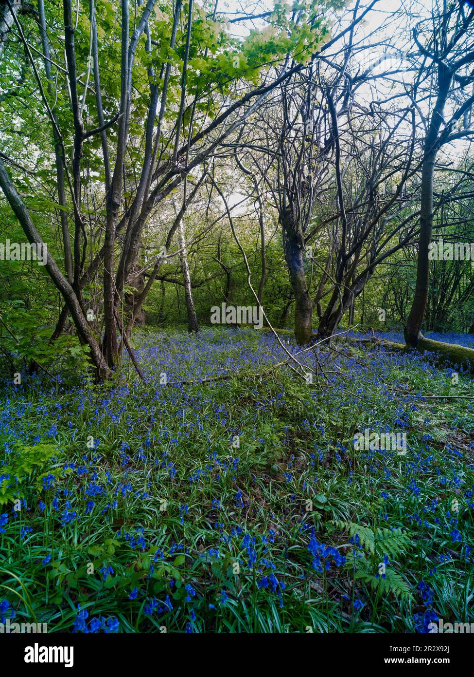 Striking moody spring bluebell woodland in good sunshine Stock Photo ...