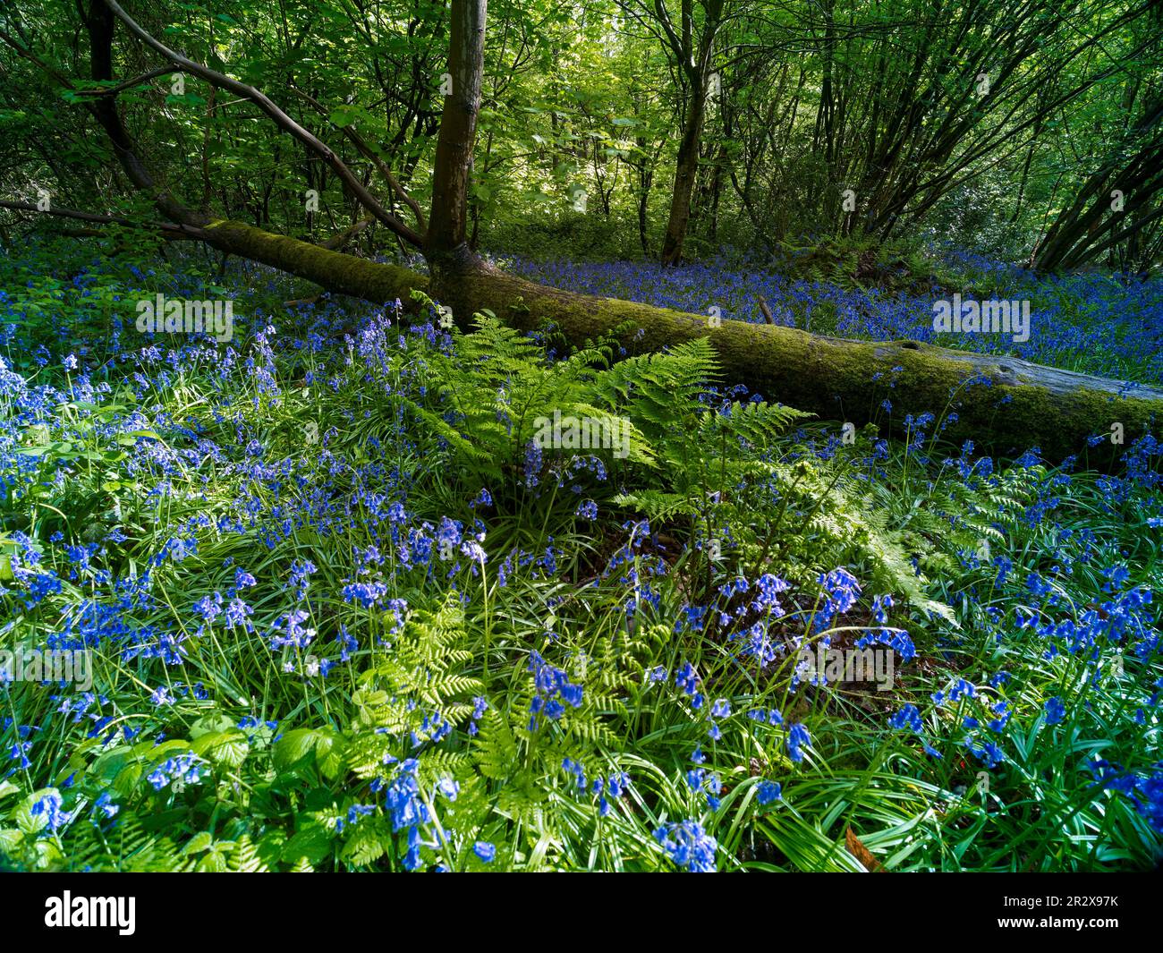 Striking moody spring bluebell woodland in good sunshine Stock Photo ...
