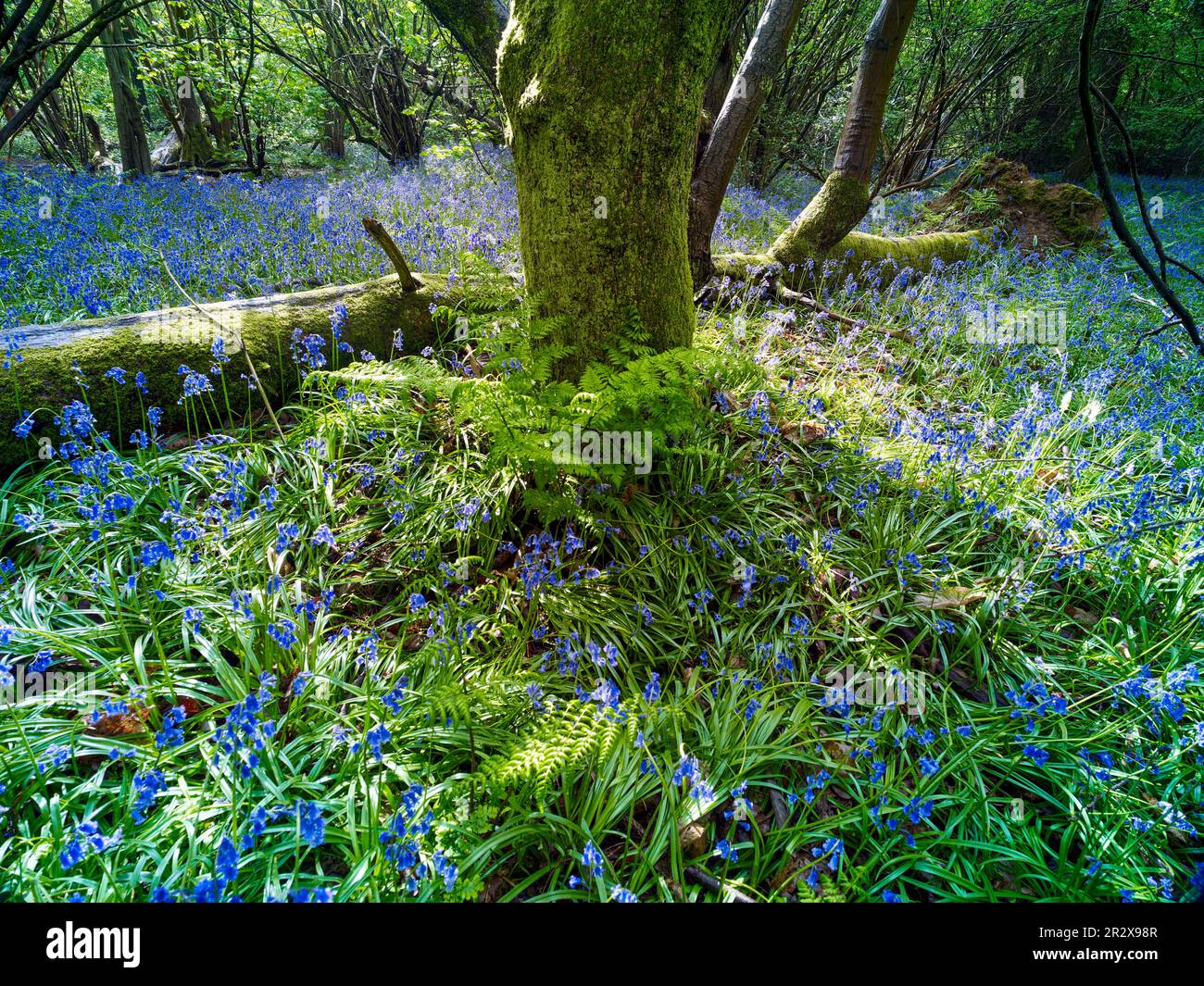 Striking moody spring bluebell woodland in good sunshine Stock Photo ...