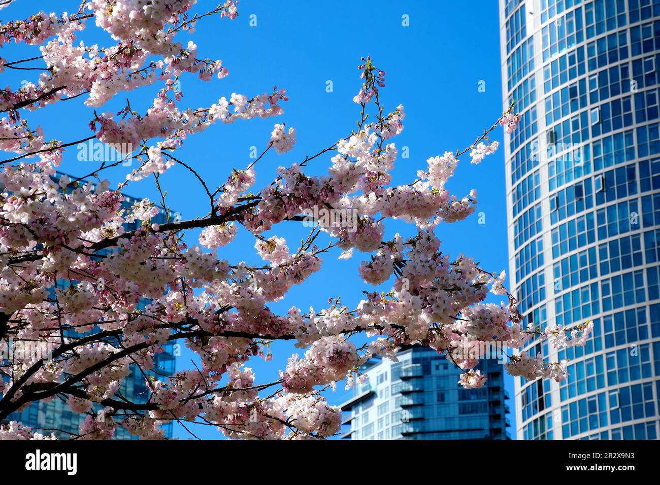 Father daughter walk under flowering hi-res stock photography and ...