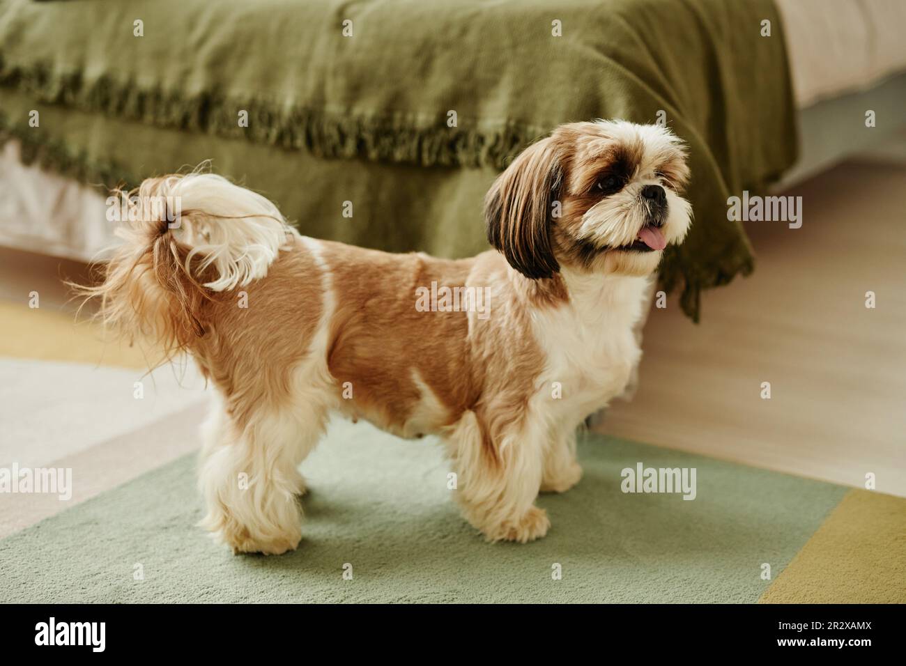 Full length portrait of cute Shih Tzu dog in cozy home interior Stock ...